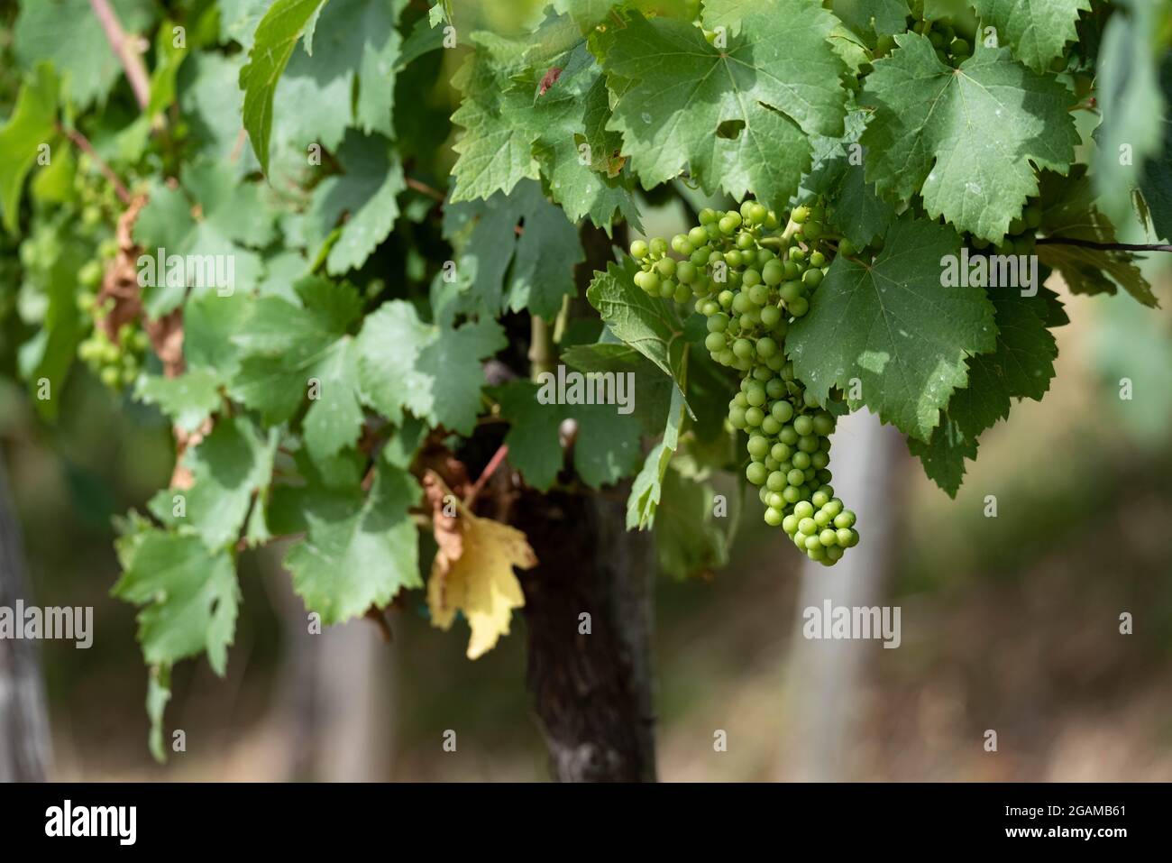 Plantation of grape-bearing vines. Grape bushes in the orchard. Green ...