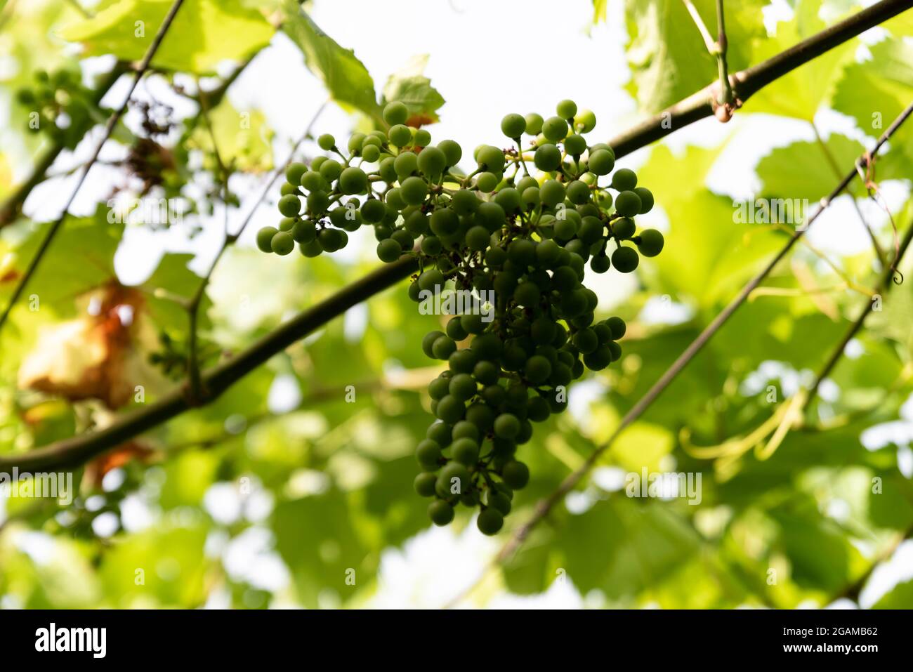 Plantation of grape-bearing vines. Grape bushes in the orchard. Green ...