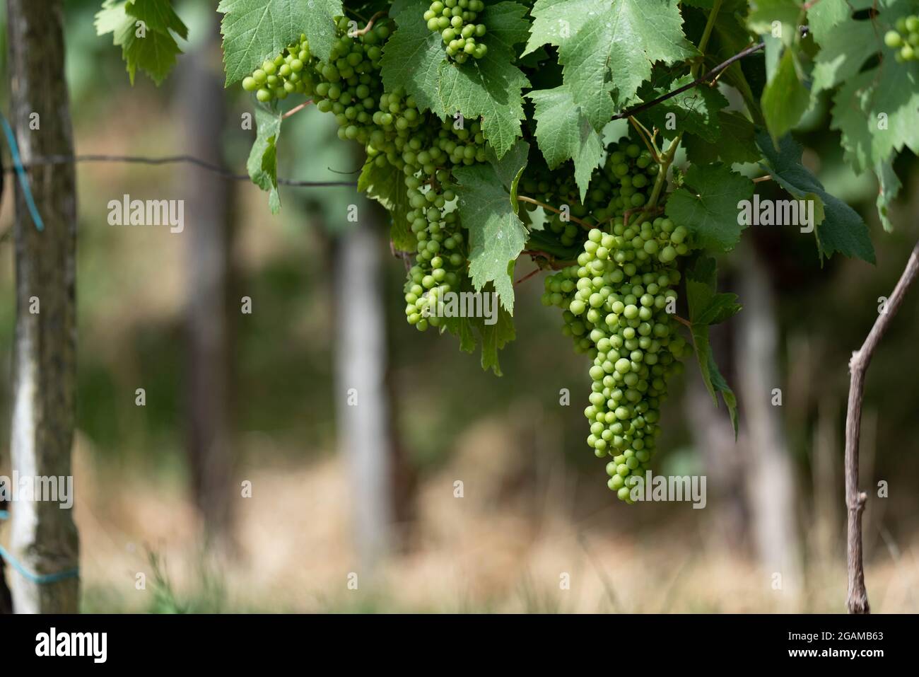 Plantation of grape-bearing vines. Grape bushes in the orchard. Green ...