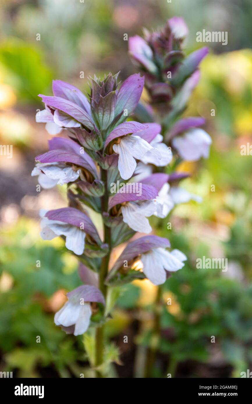 Bears foot plant hi-res stock photography and images - Alamy