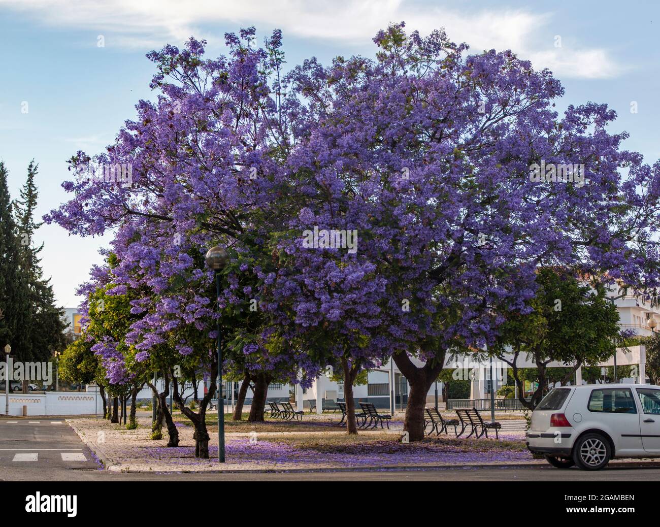 Beautiful Jacaranda mimosifolia sub-tropical trees on a park Stock ...