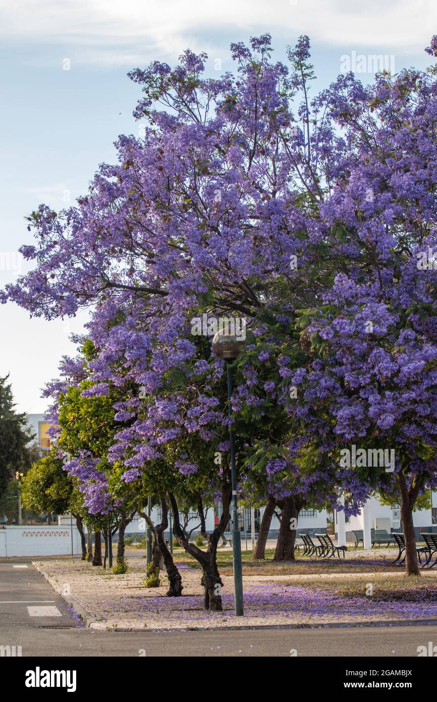 Beautiful Jacaranda mimosifolia sub-tropical trees on a park Stock ...