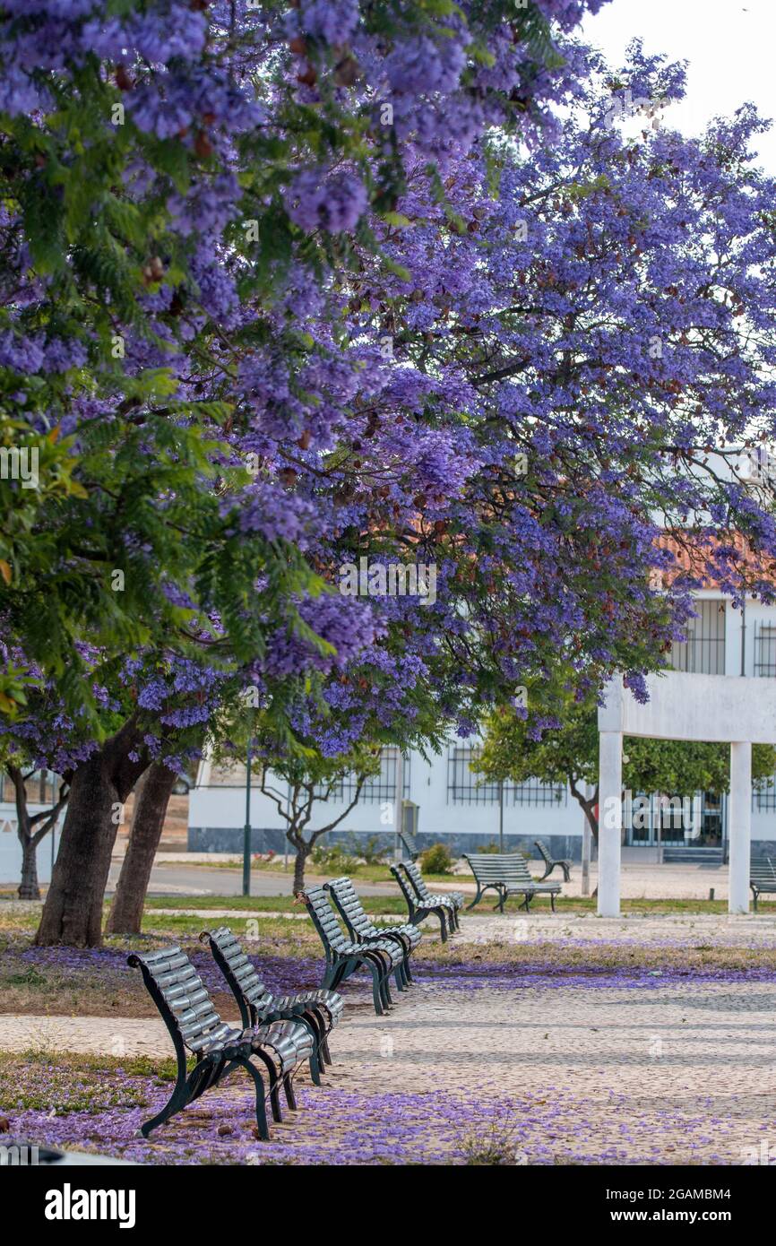 Beautiful Jacaranda mimosifolia sub-tropical trees on a park Stock ...