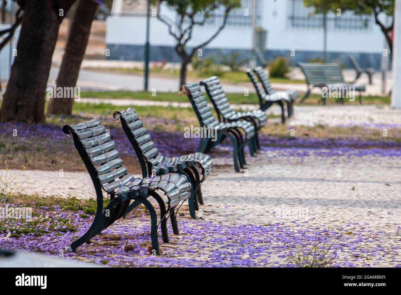 View of lined up urban park benches with jacaranda flowers on the ...