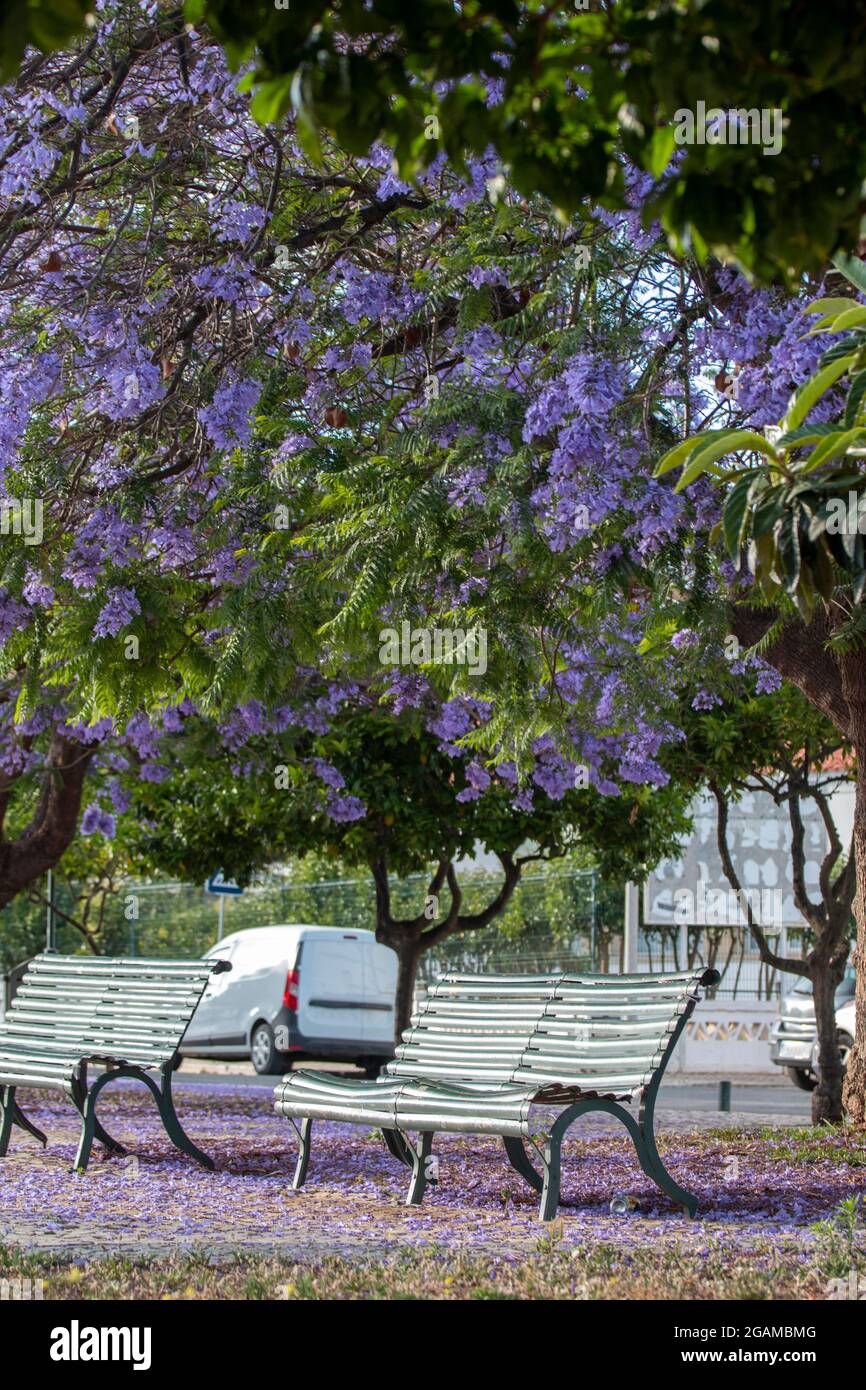 Beautiful Jacaranda mimosifolia sub-tropical trees on a park Stock ...