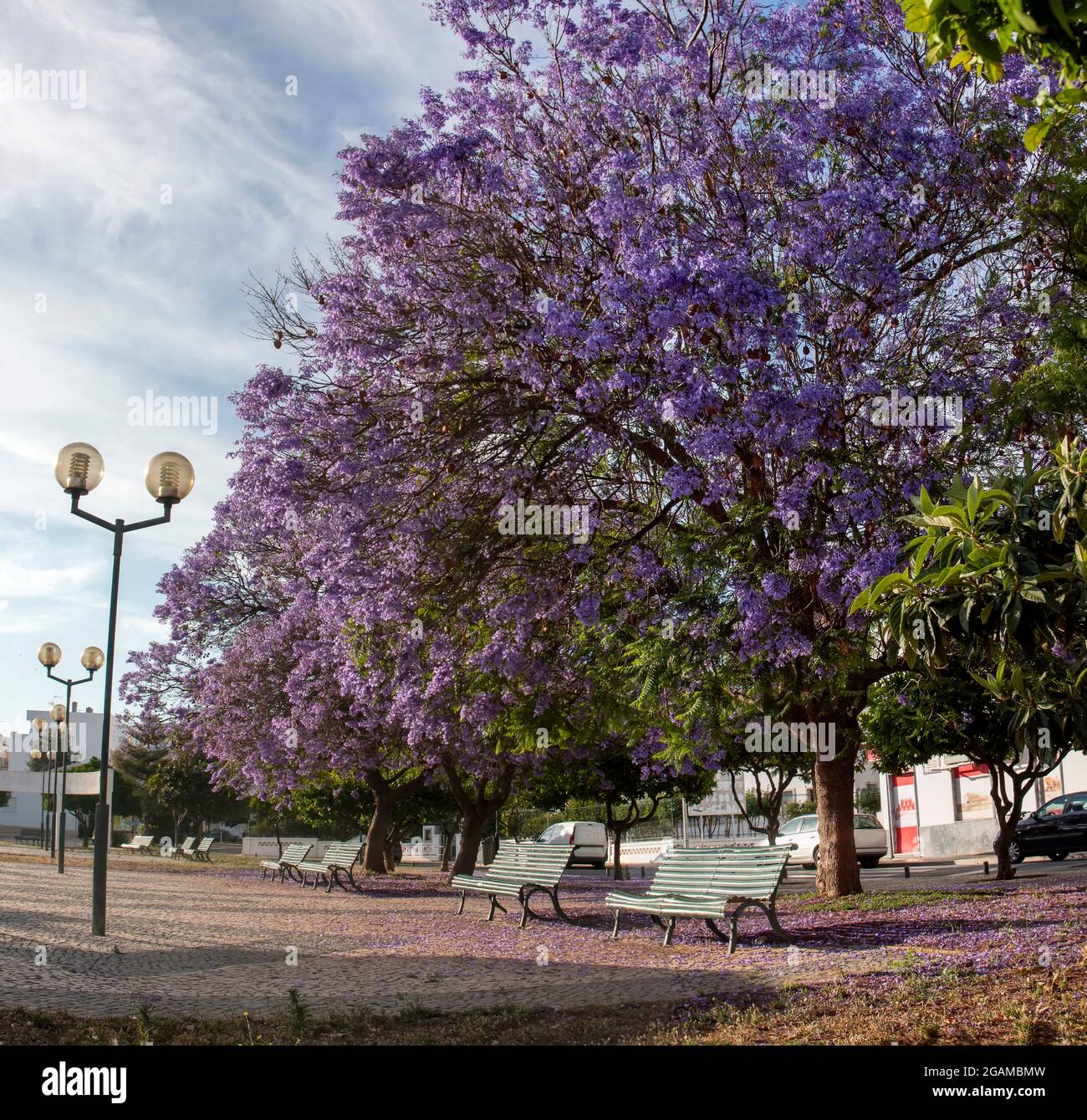 Beautiful Jacaranda mimosifolia sub-tropical trees on a park Stock ...