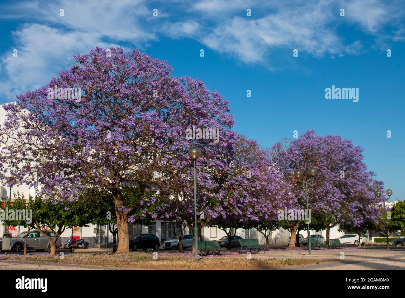 Beautiful Jacaranda mimosifolia sub-tropical trees on a park Stock ...