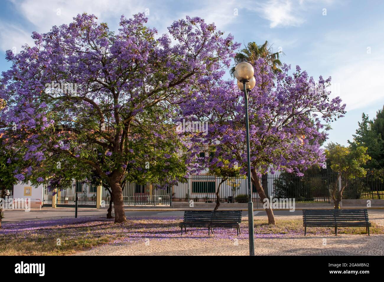 Beautiful Jacaranda mimosifolia sub-tropical trees on a park Stock ...