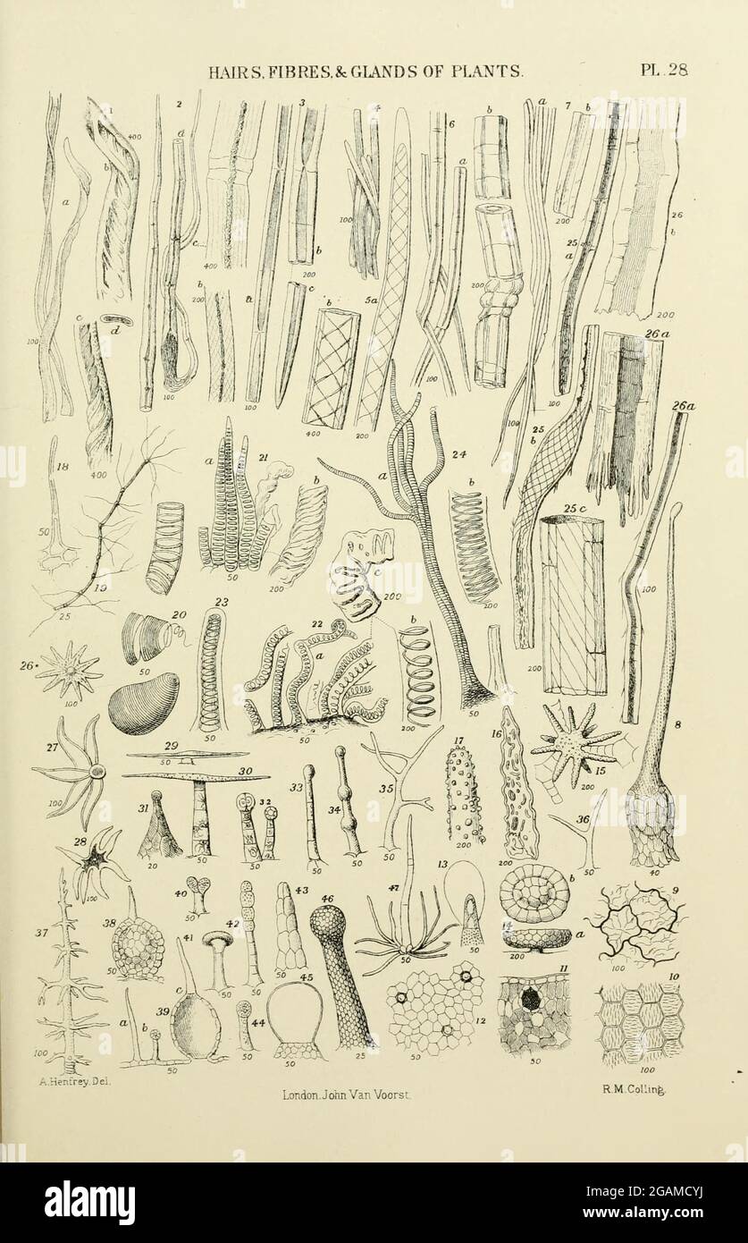 Plant leaf fossil hi-res stock photography and images - Alamy