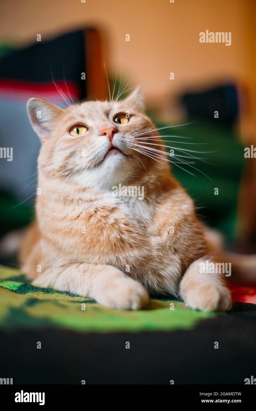 Peaceful Red Cat Male Kitten Lays On Carpet On Floor At Home Stock ...