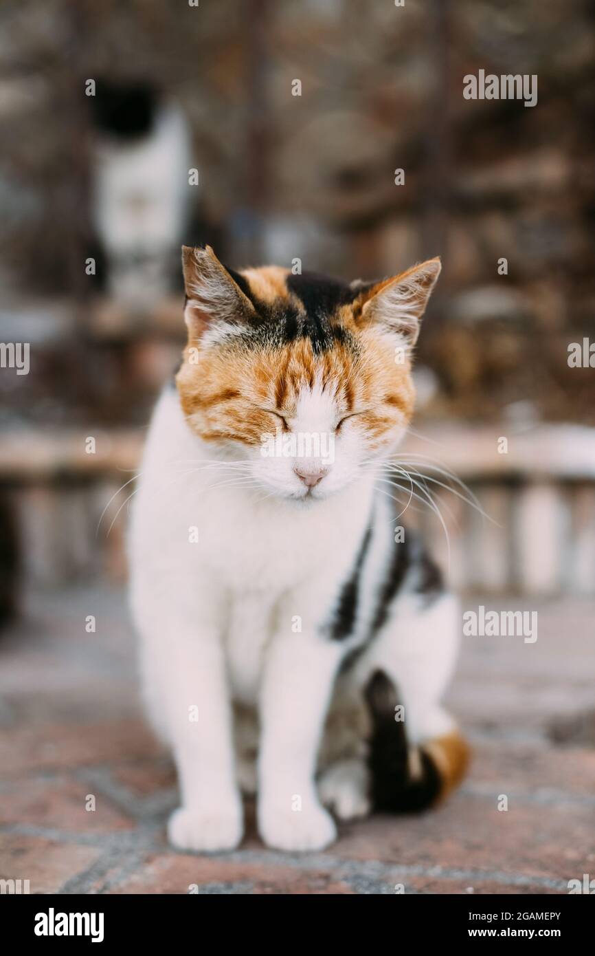 Mixed Breed White and Red Cat Sleep Stock Photo - Alamy