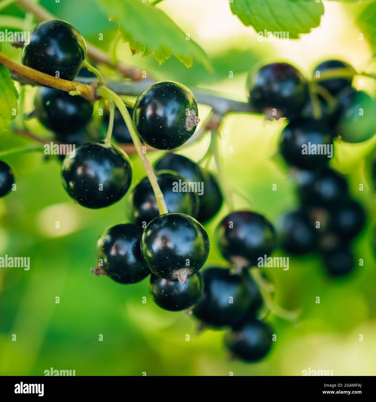 Raspberries. Growing Organic Berries Closeup. Ripe Raspberry In The ...