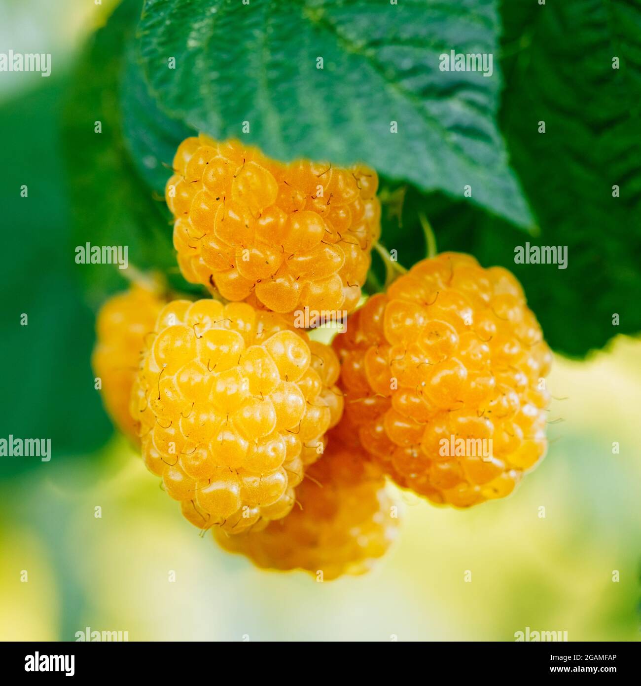 Raspberries. Growing Organic Berries Closeup. Ripe Raspberry In The ...