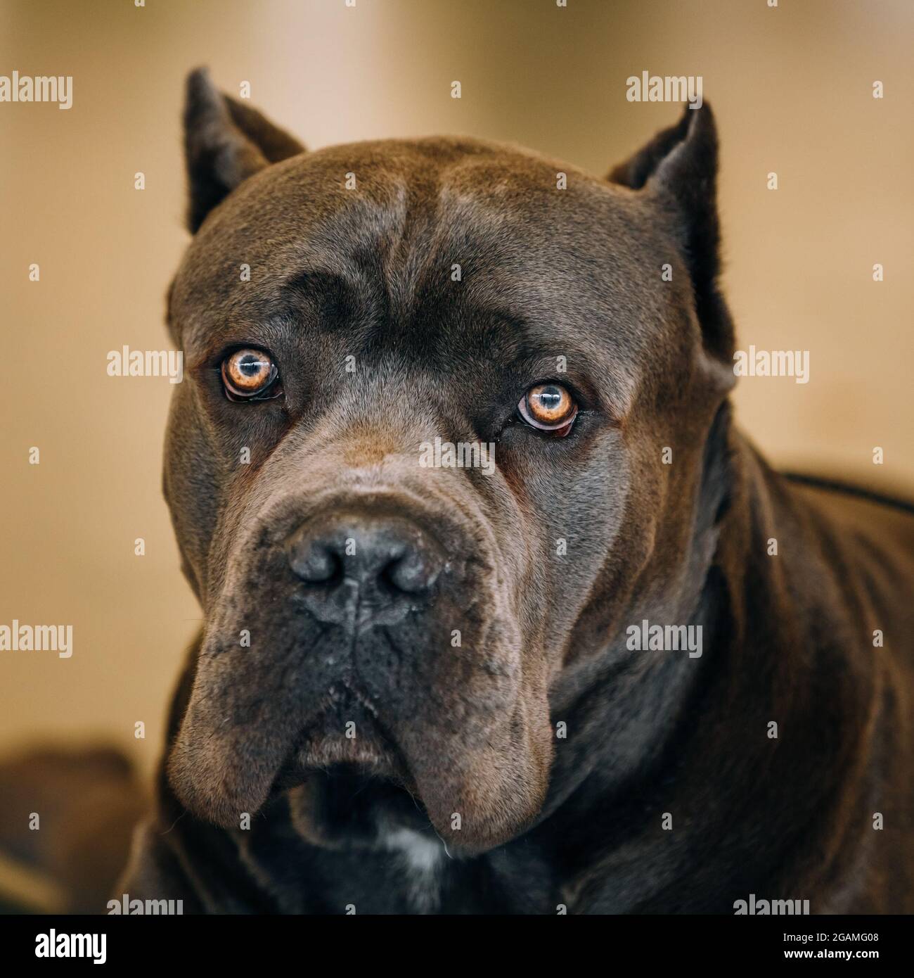 Cane corso head hi-res stock photography and images - Alamy
