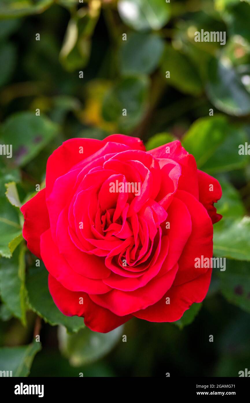 bright red rose flower head close-up with leaves in the background ...