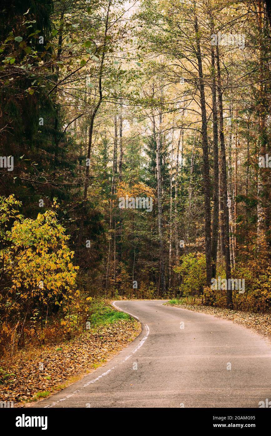 Asphalt road path pathway walkway through autumn forest Stock Photo - Alamy