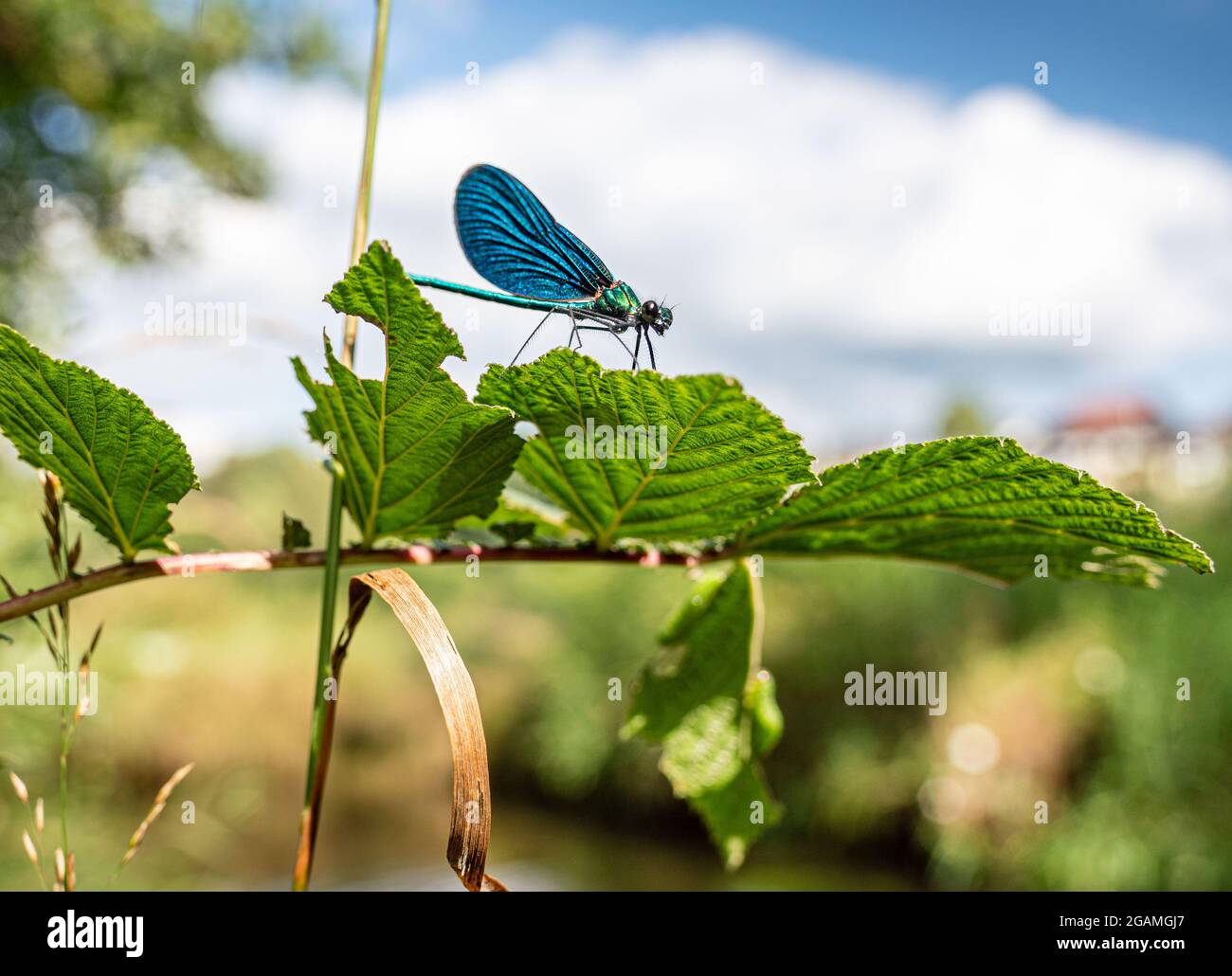 Jossgrund, Germany. 31st July, 2021. A dragonfly sits on a leaf at the ...