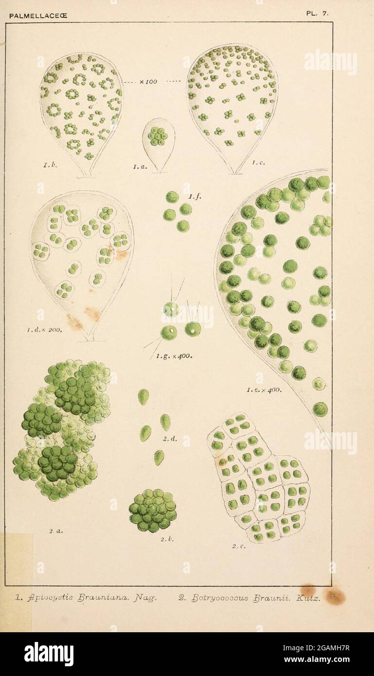 Algal extraction hi-res stock photography and images - Alamy