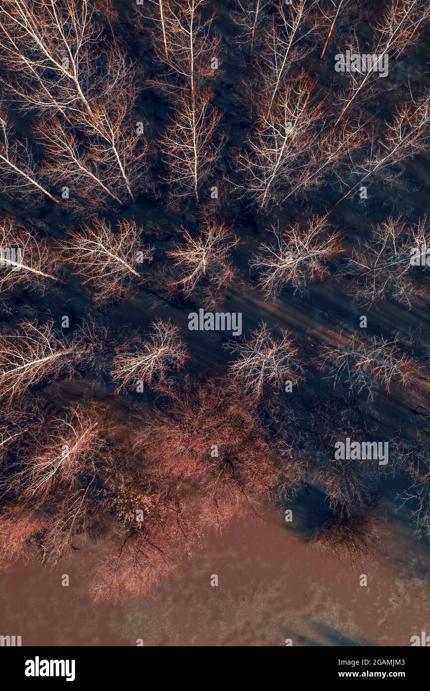 Aerial view of flooded poplar tree forest from above, drone photography ...