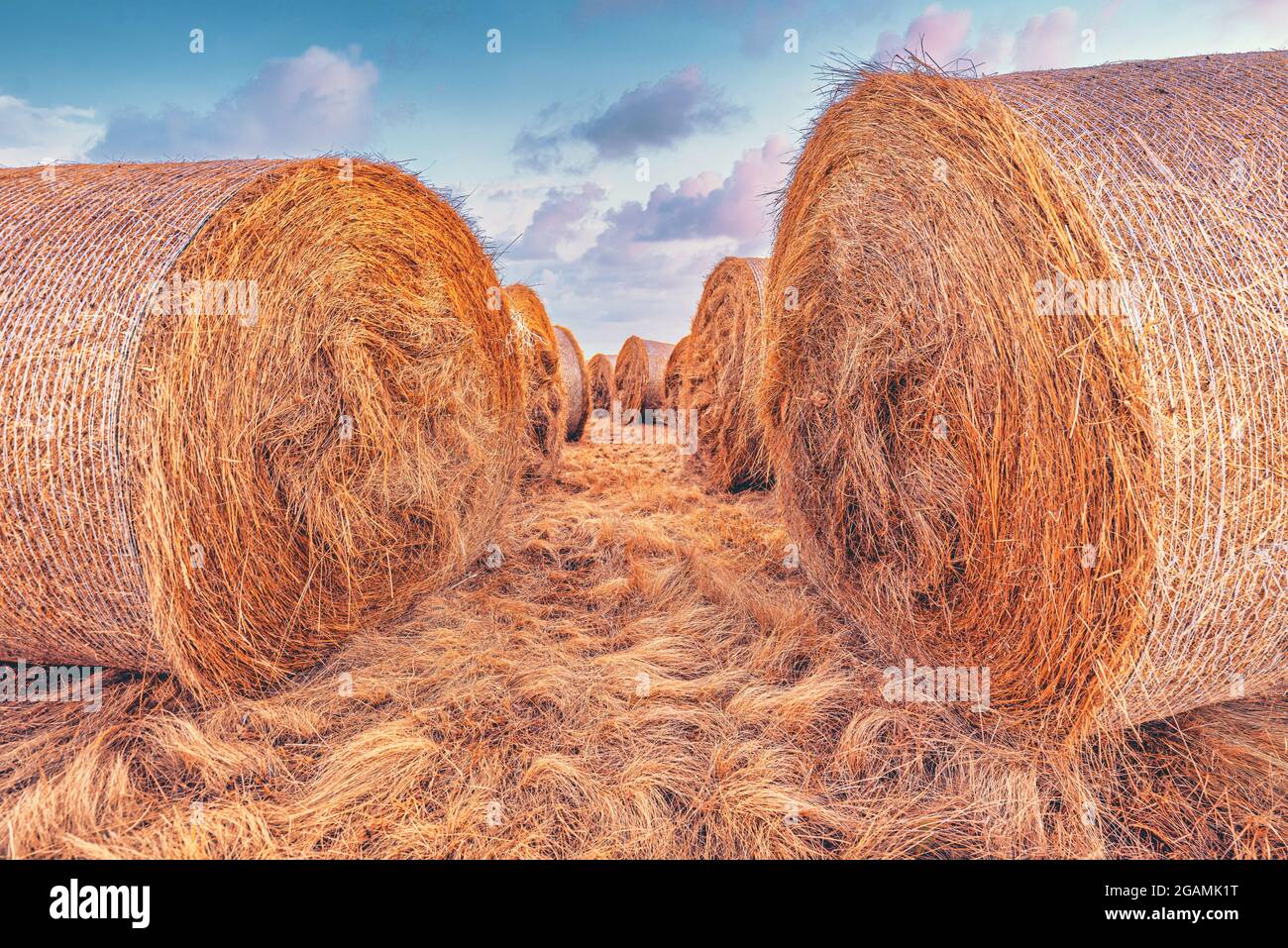 Large alfalfa hay bales in field in sunset, agriculture and farming ...