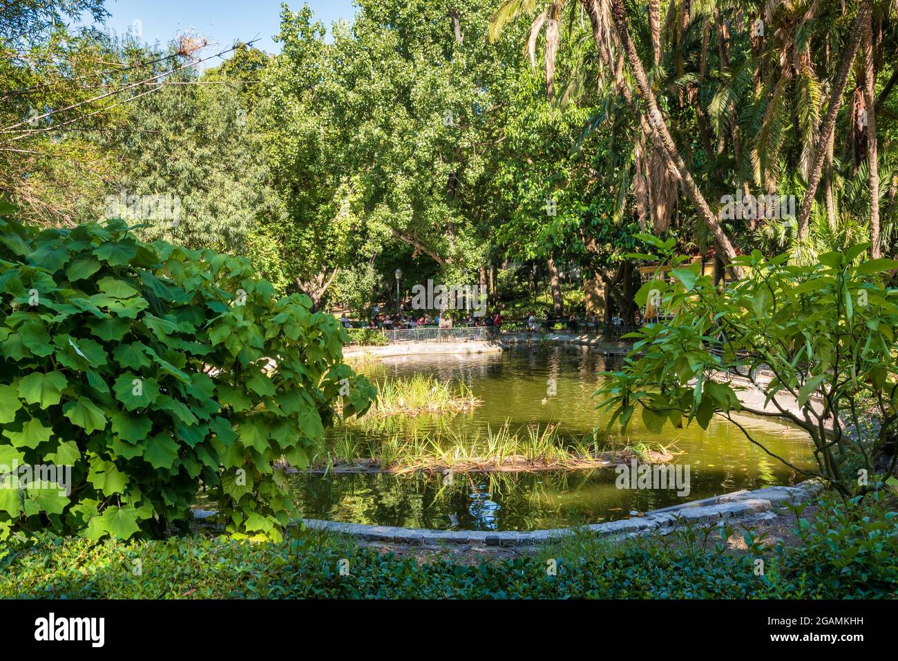 Lush greenery surrounding a tranquil pond in Estrela Garden, a peaceful ...