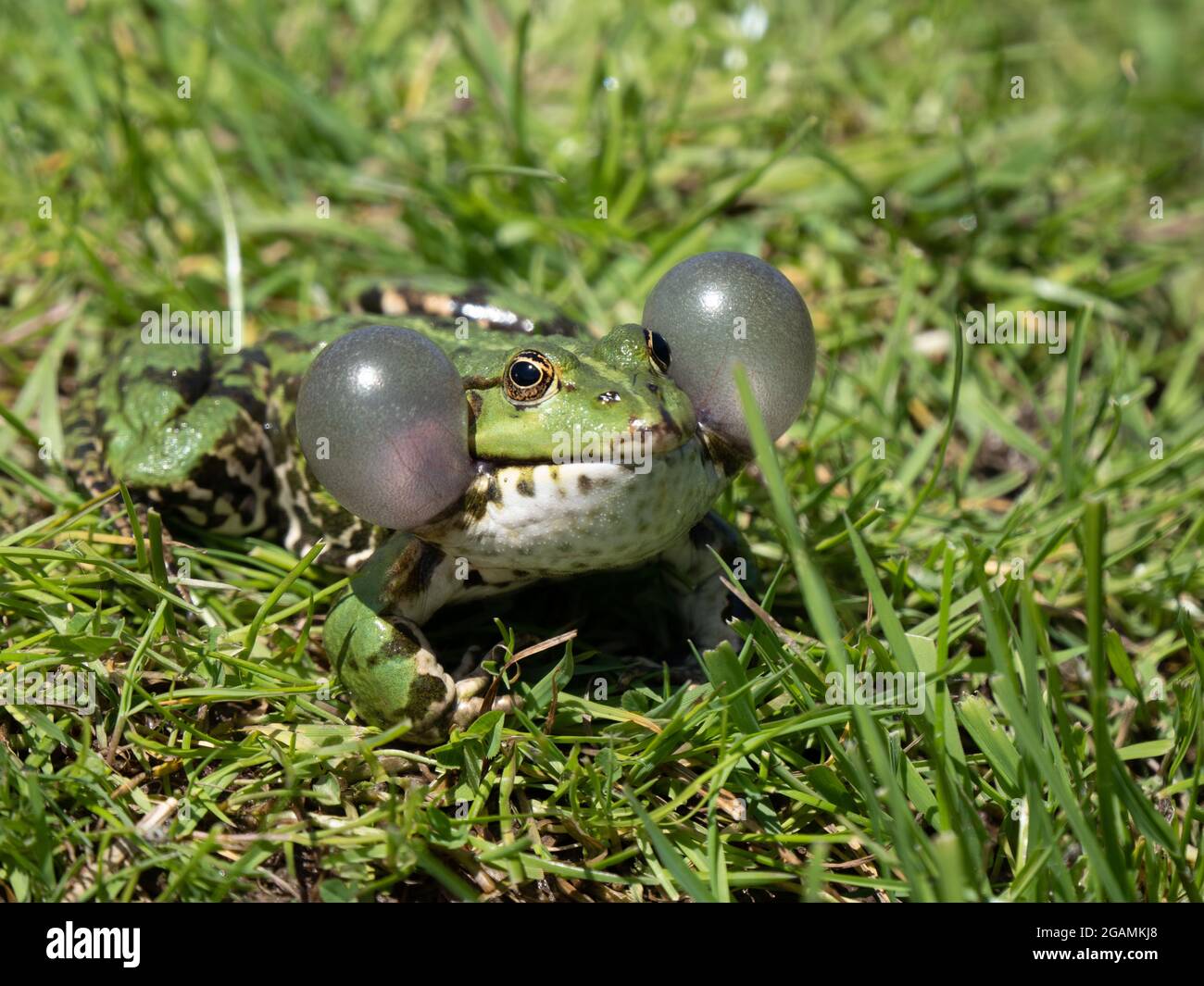 Singing marsh frog hi-res stock photography and images - Alamy