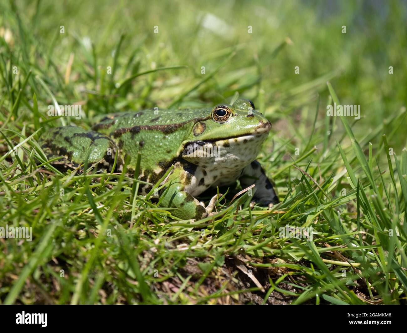 Male marsh frog hi-res stock photography and images - Alamy