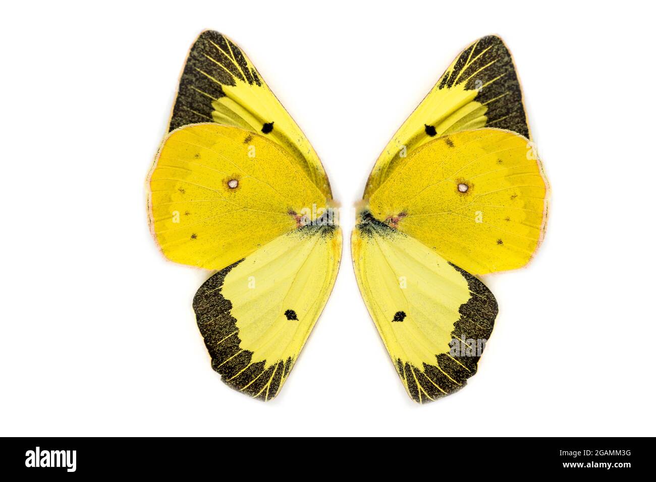 Mirrored black and yellow butterfly wings over a white background Stock ...