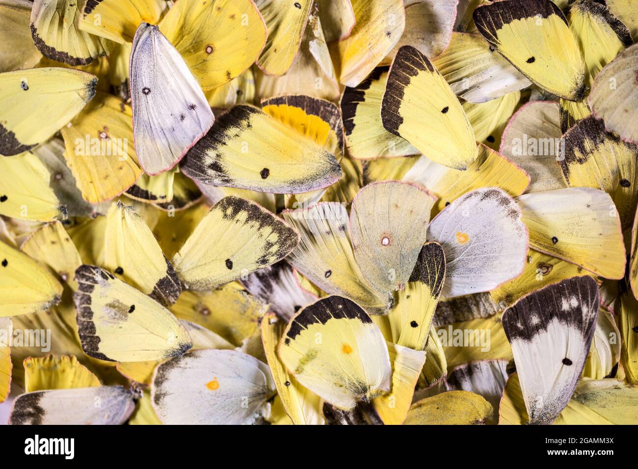 Black and yellow discarded butterfly wing background Stock Photo - Alamy