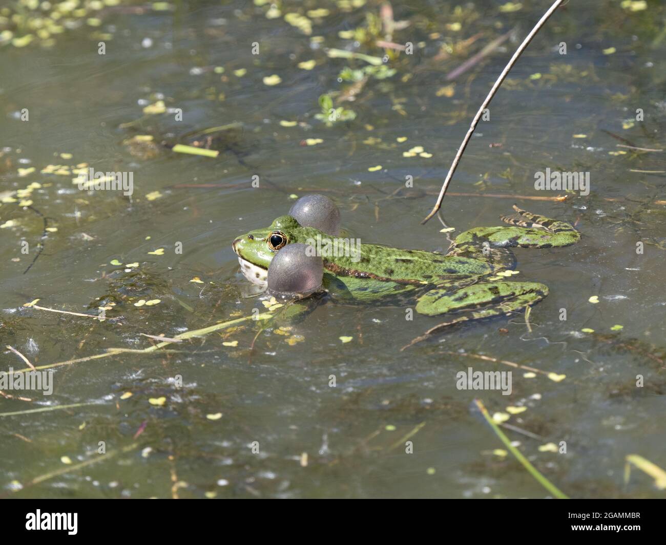 Singing marsh frog hi-res stock photography and images - Alamy