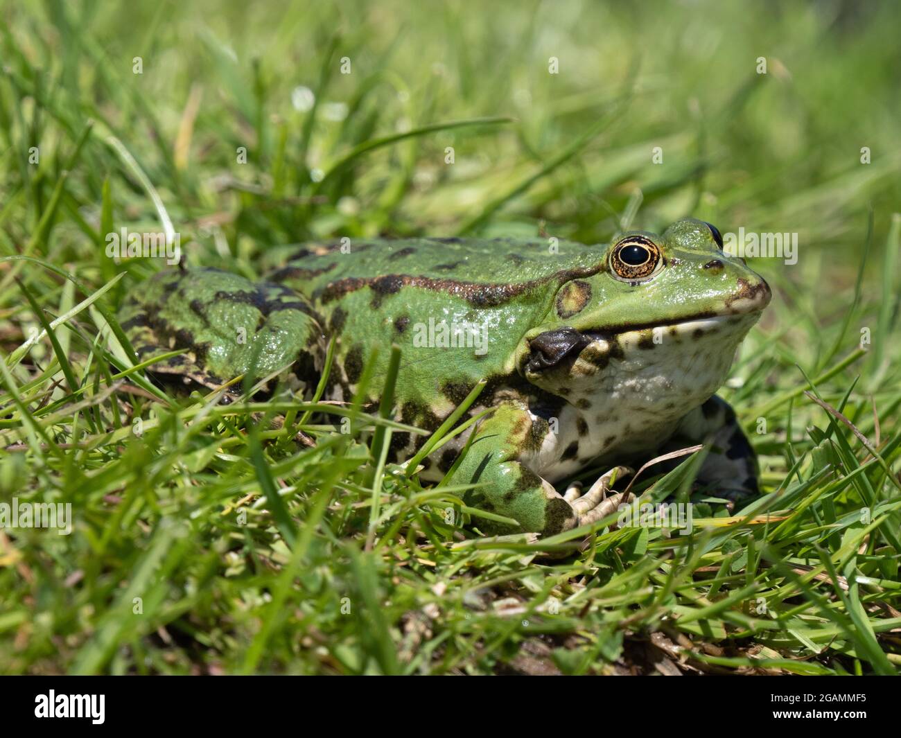 Male marsh frog hi-res stock photography and images - Alamy