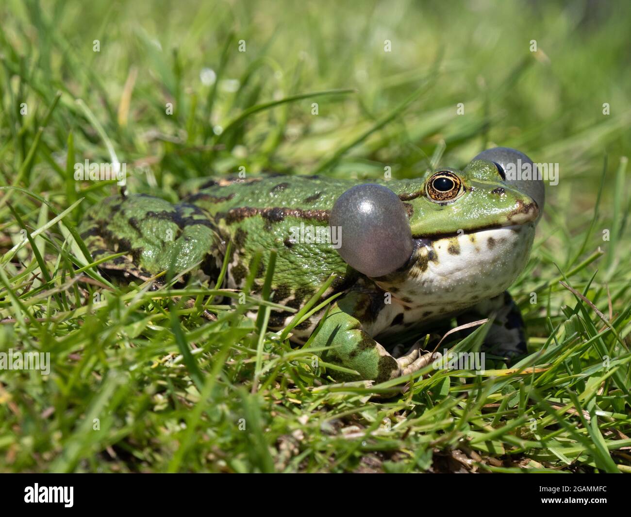 Singing marsh frog hi-res stock photography and images - Alamy