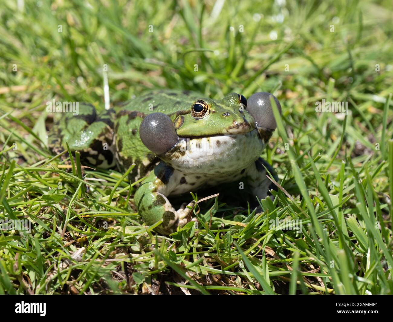 Male Marsh Frog Bellowing Stock Photo - Alamy