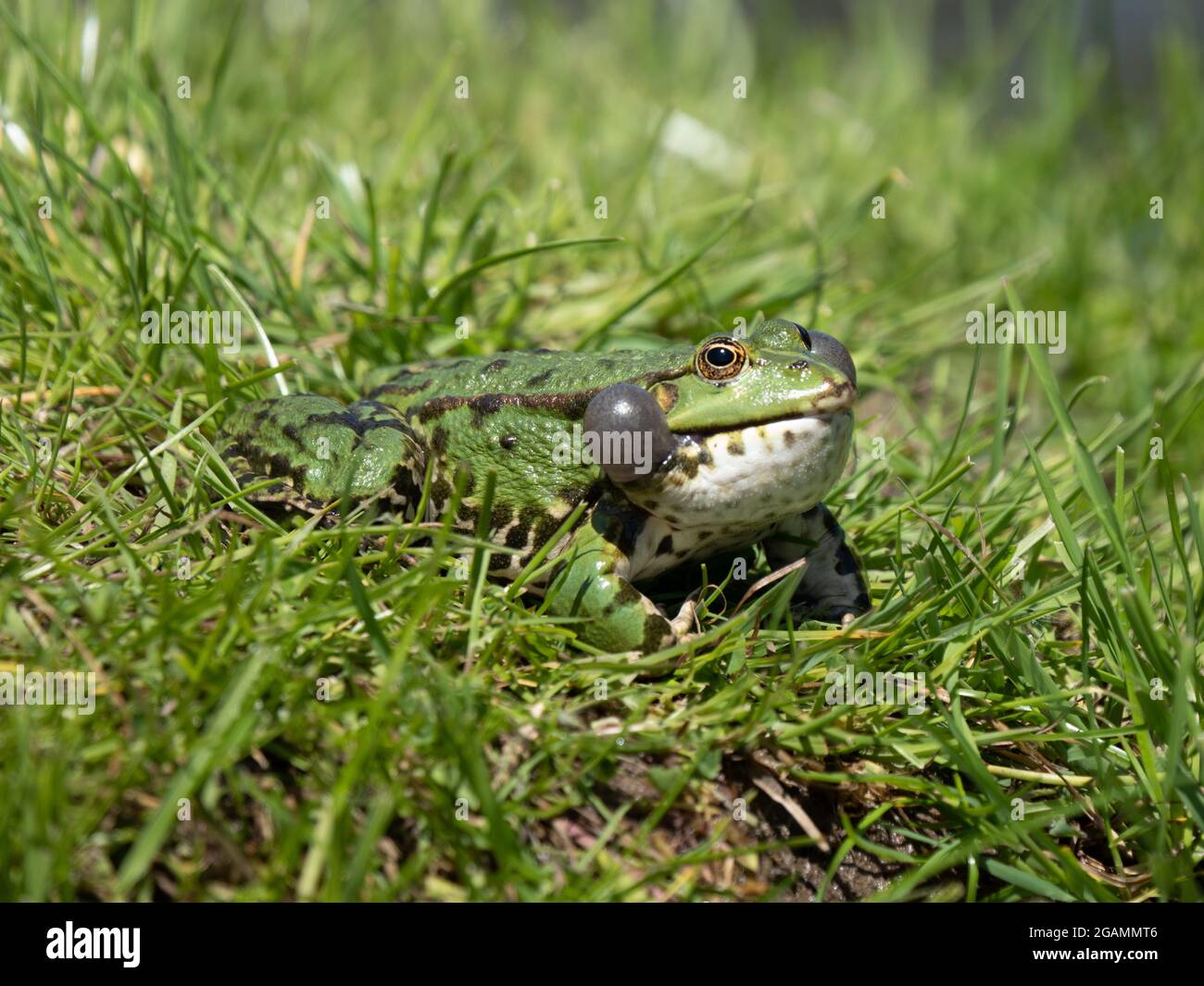 Singing marsh frog hi-res stock photography and images - Alamy