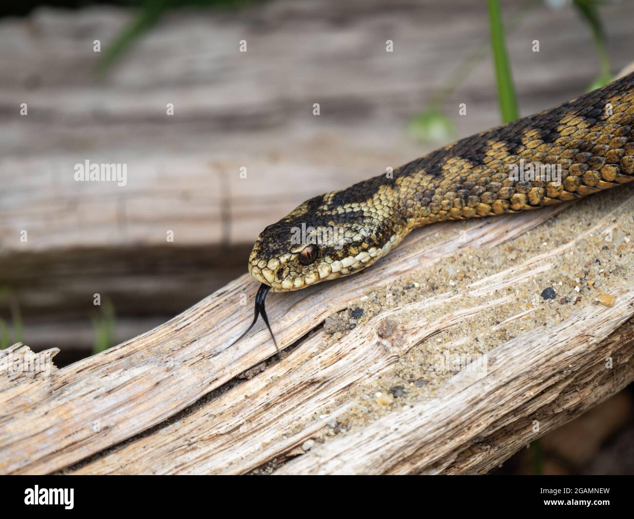 Adder Snake Head. Tongue Out Stock Photo - Alamy