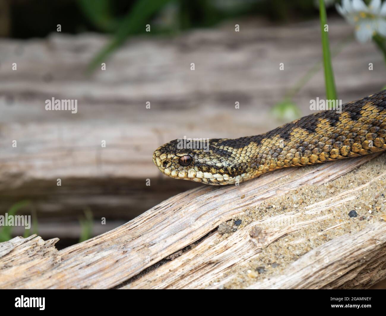 Adder Snake Head Stock Photo - Alamy