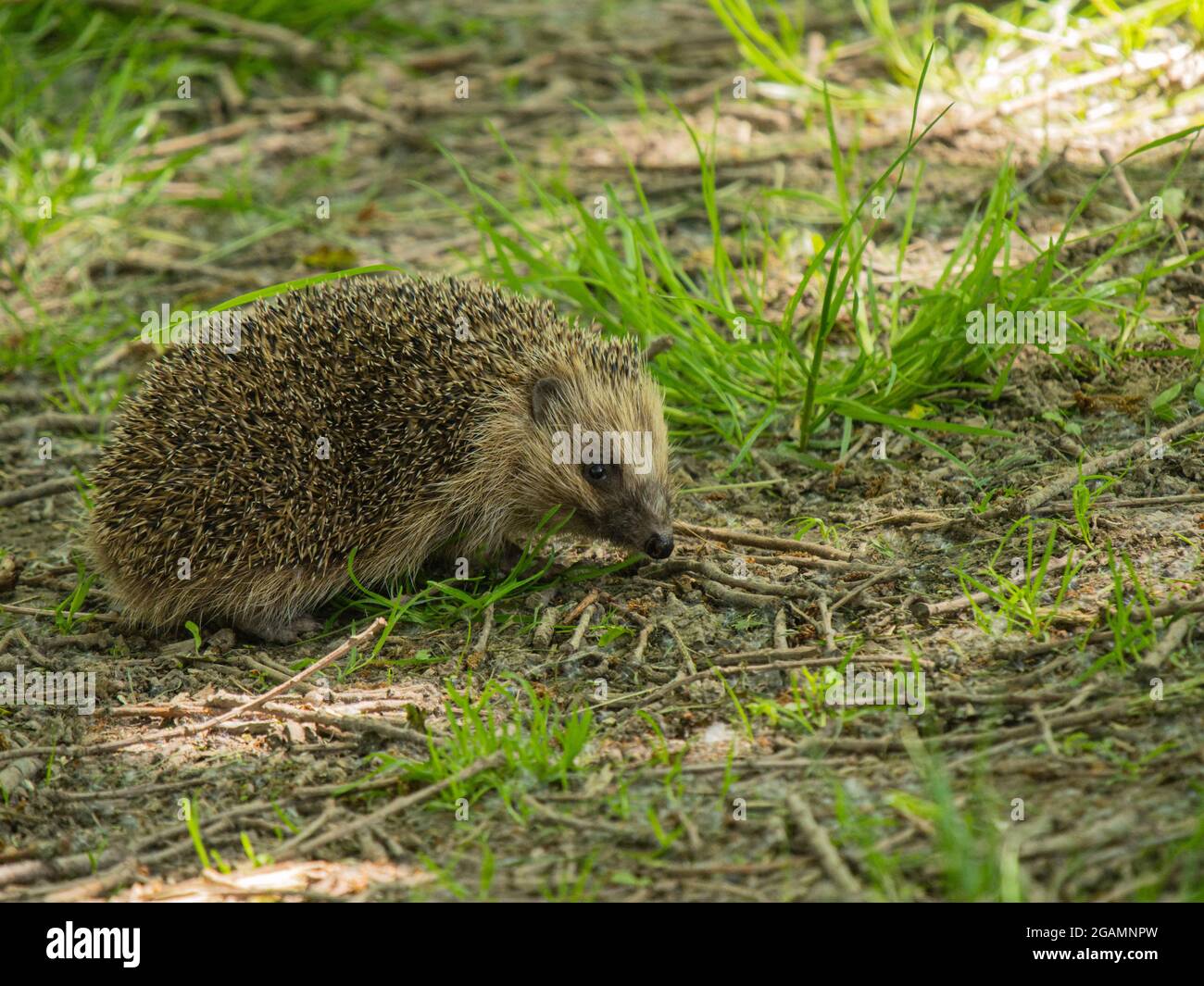 Hedgehog on Grass Stock Photo - Alamy