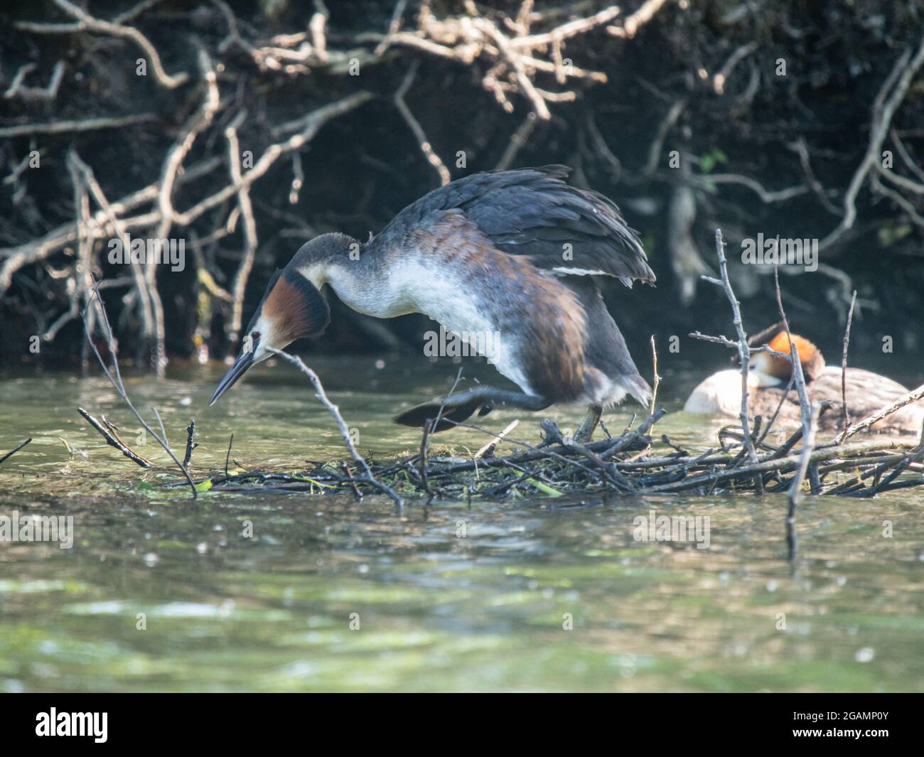 Great Crested Grebe on a Nest. Podiceps cristatus Stock Photo - Alamy