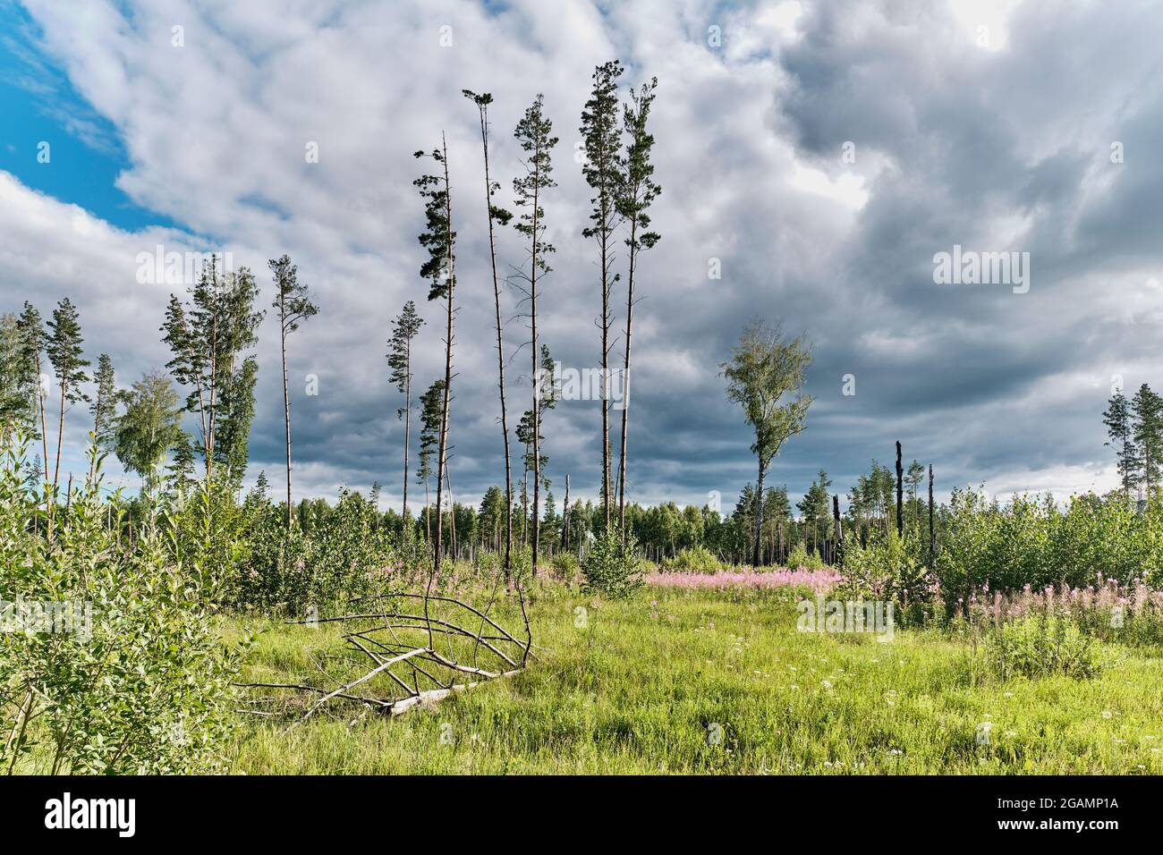 Summer wildlife landscape of western Siberia, Russia Stock Photo - Alamy