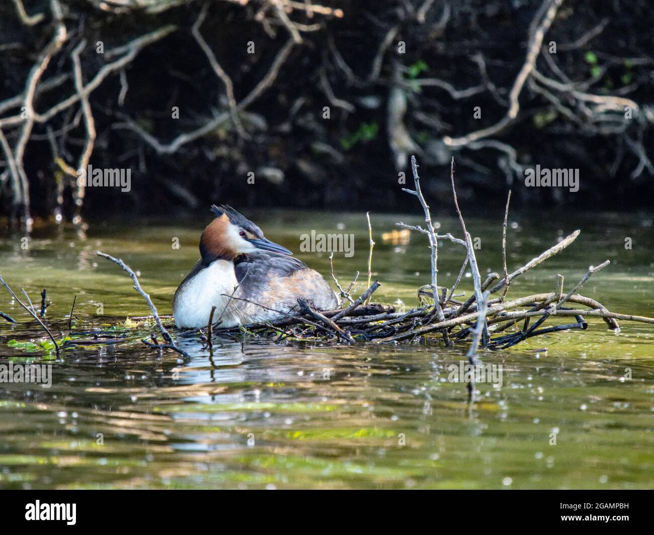Great Crested Grebe on a Nest. Podiceps cristatus Stock Photo - Alamy