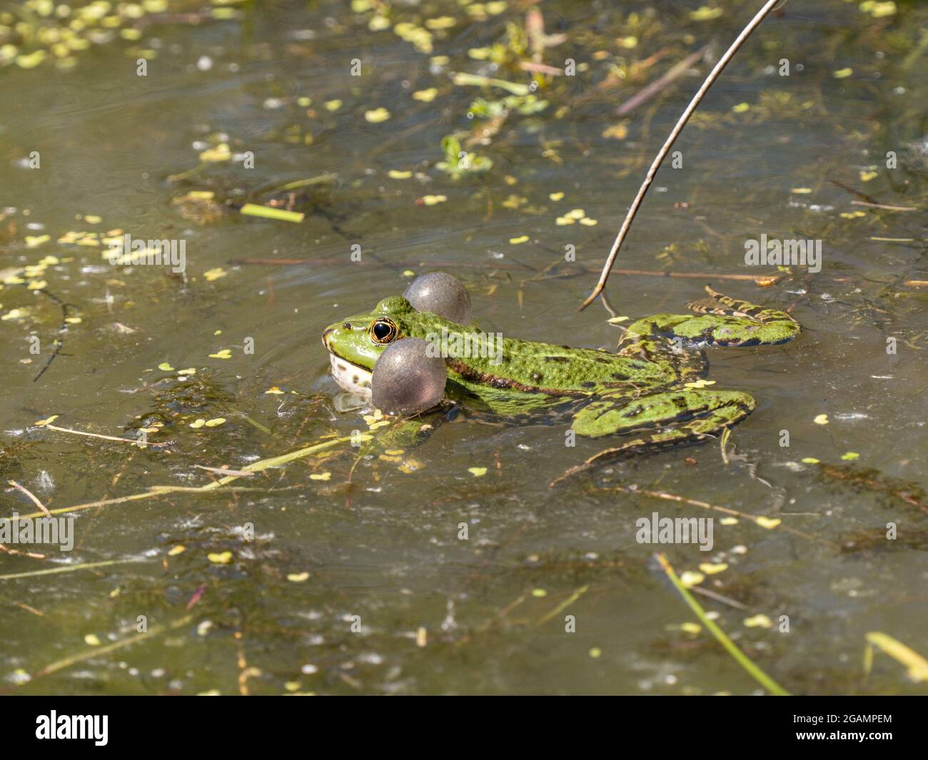 Male Marsh Frog Bellowing in a Pond Stock Photo - Alamy
