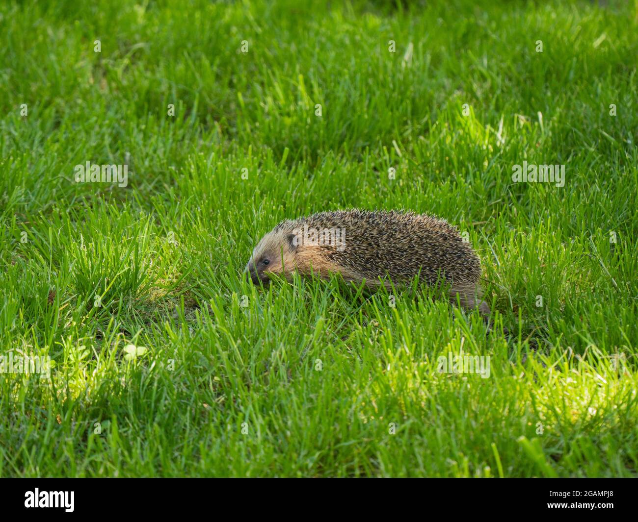 Hedgehog on Grass Stock Photo - Alamy