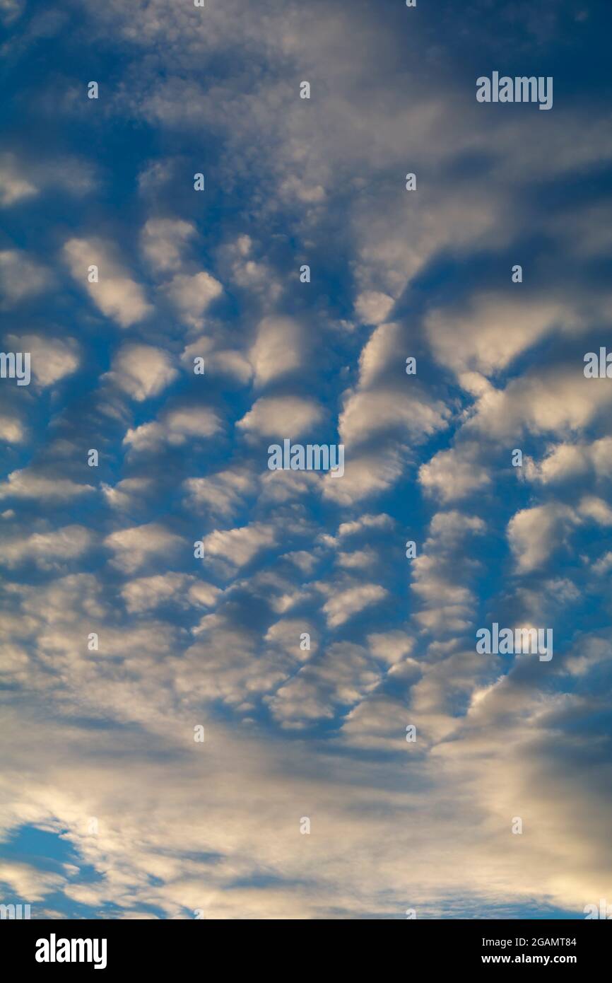 Mackerel colour hi-res stock photography and images - Alamy