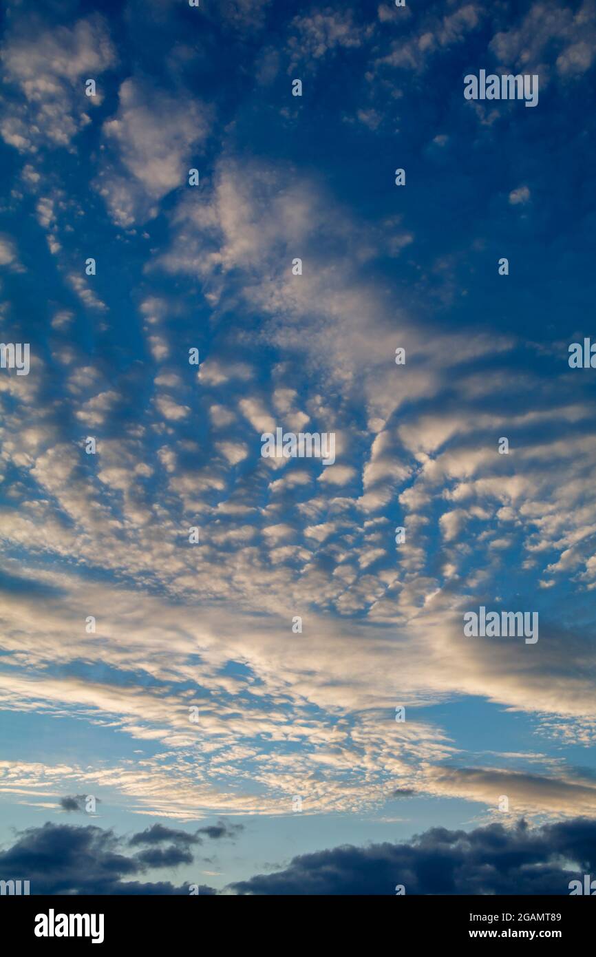 Mackerel colour hi-res stock photography and images - Alamy