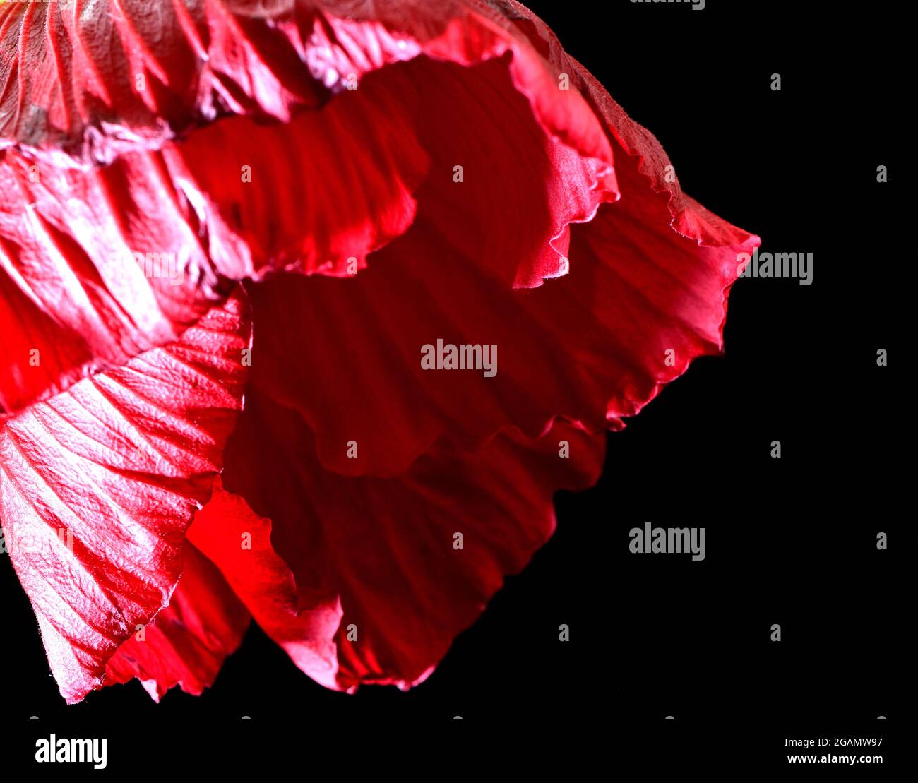 Red hardy hibiscus flower (bloom) taken with side lighting on a black ...