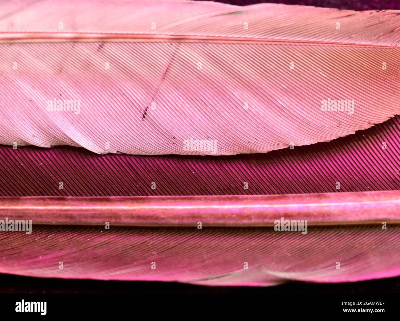 Macrophotography image of two overlapping bird feathers lit with red ...