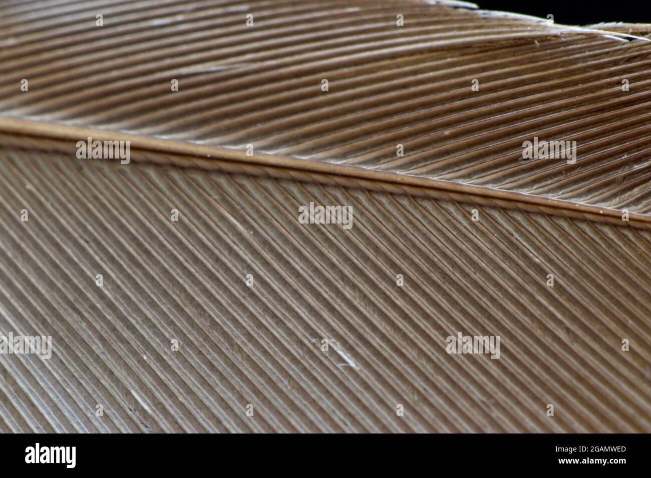 Close up of a portion of a feather showing intricate vane pattern Stock ...
