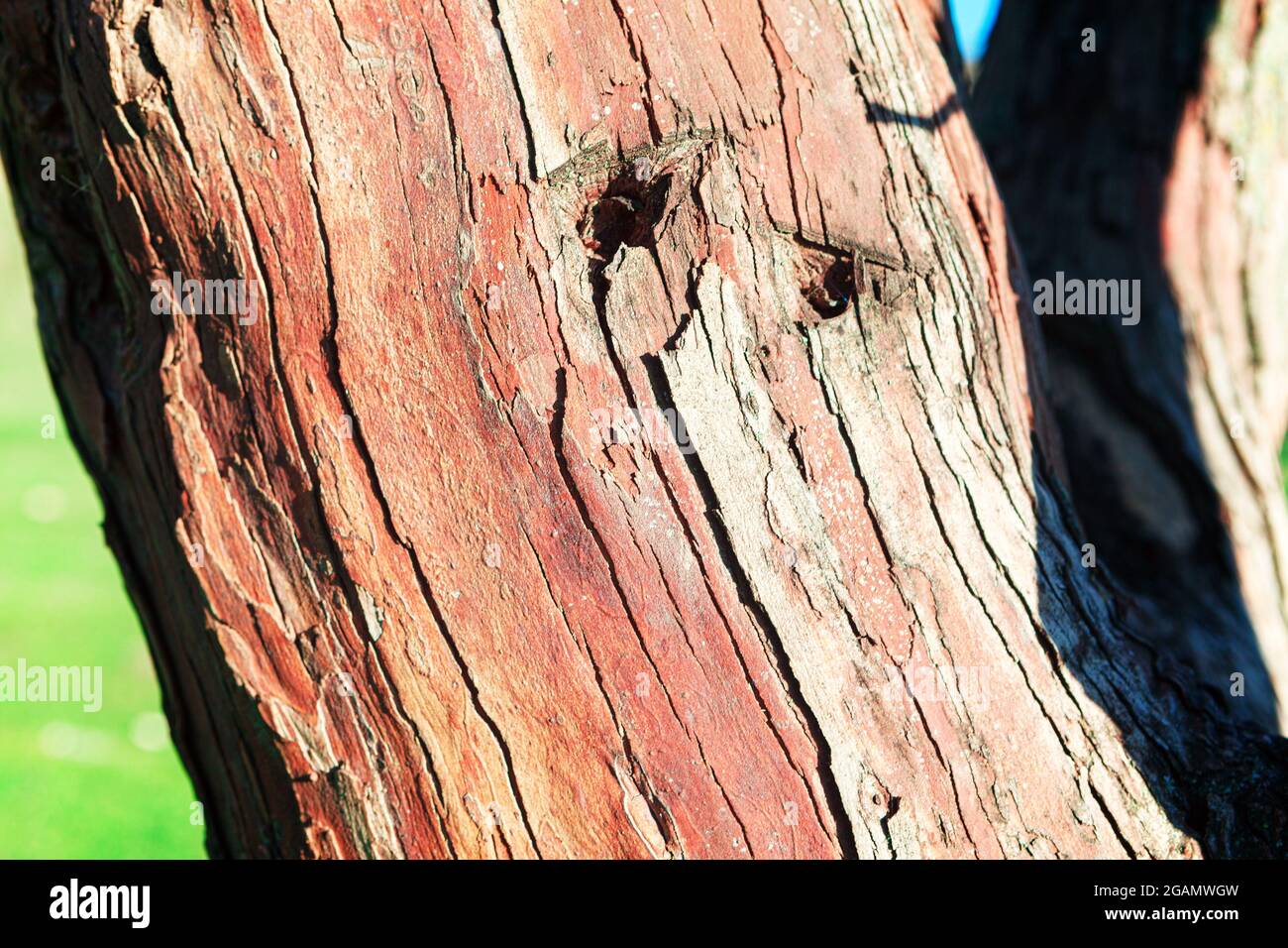 Tree Borer Insects . Hole in the tree bark Stock Photo - Alamy