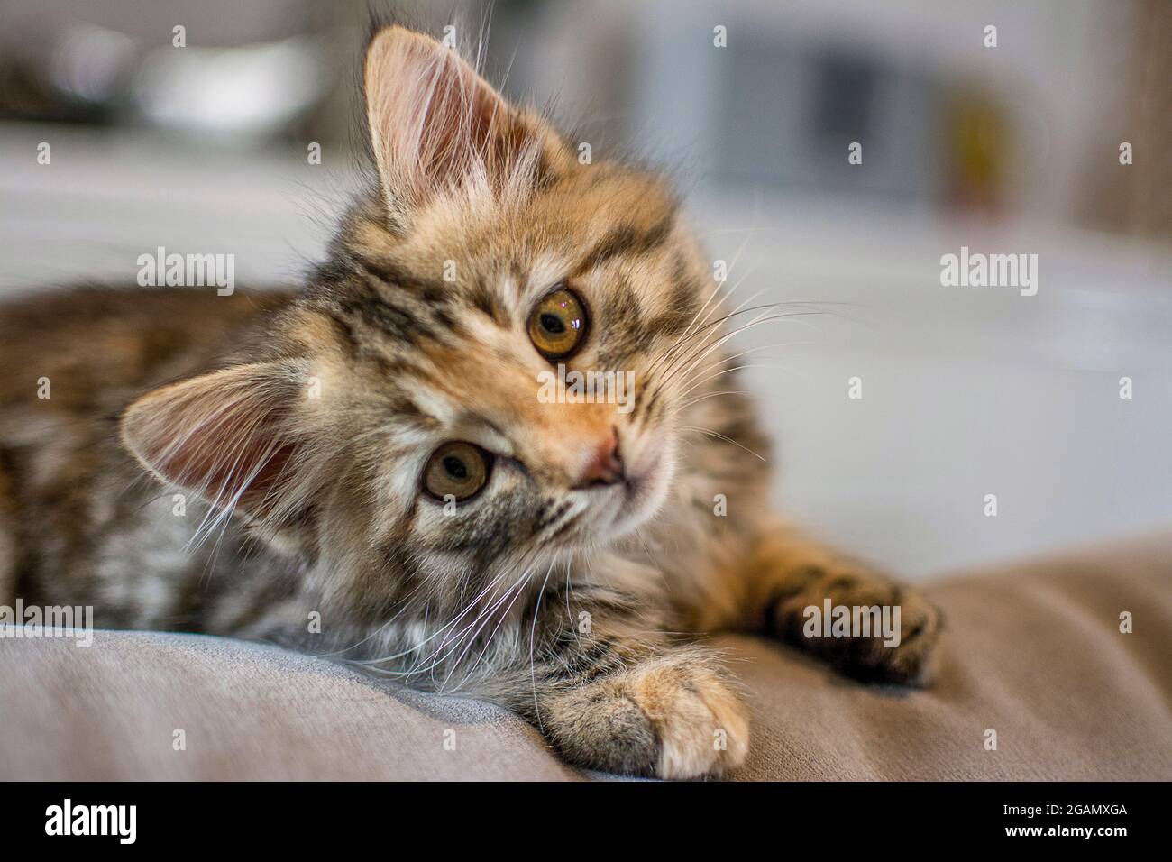 Portrait of a kitten Stock Photo - Alamy