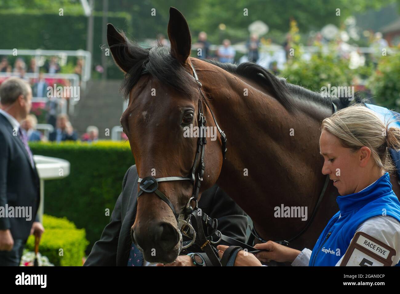 Ascot, Berkshire, UK. 24th July, 2021. Horse Adayar in the Parade Ring ...